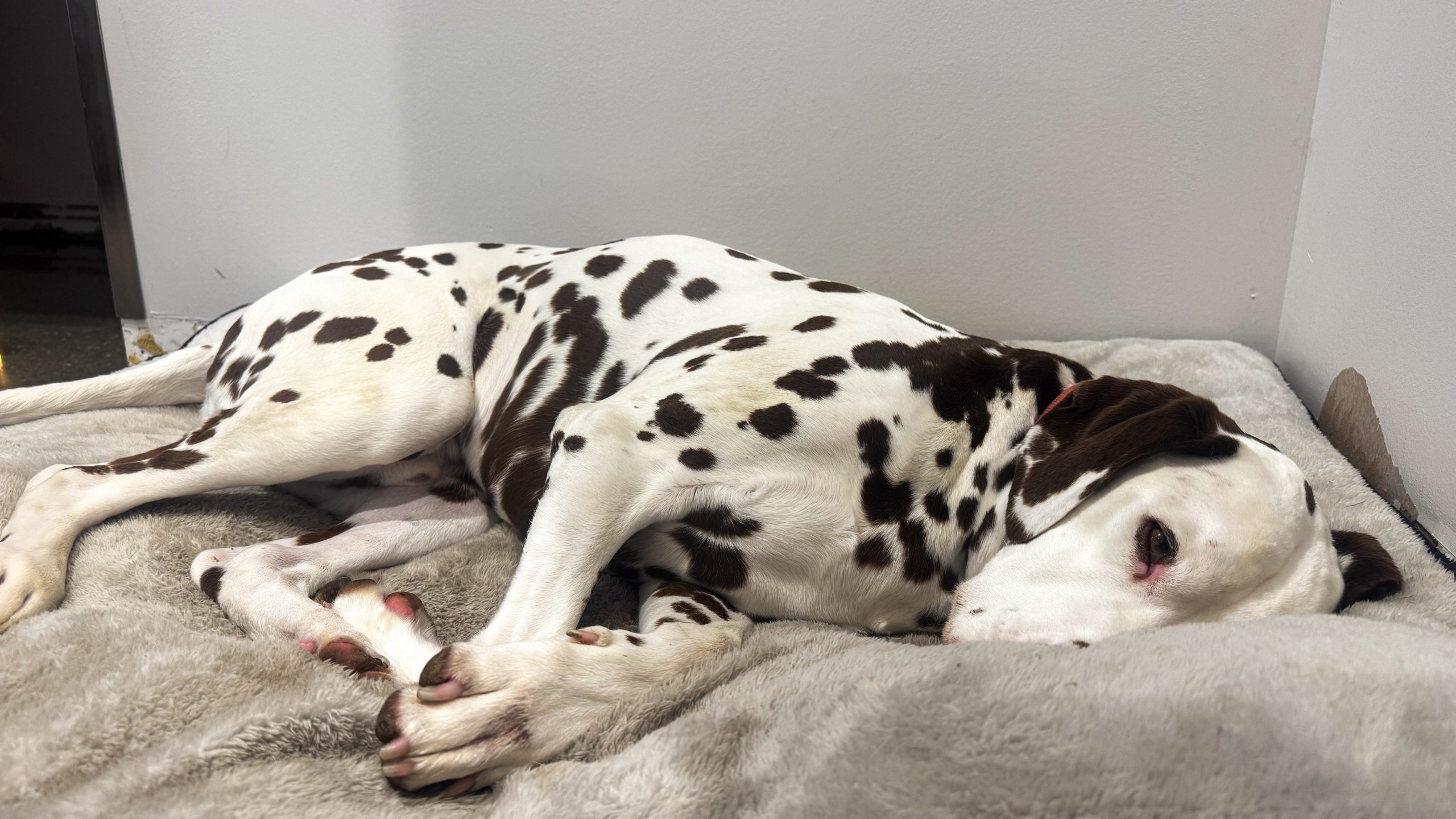Dalmatians are teaching local schools fire safety – University of ...